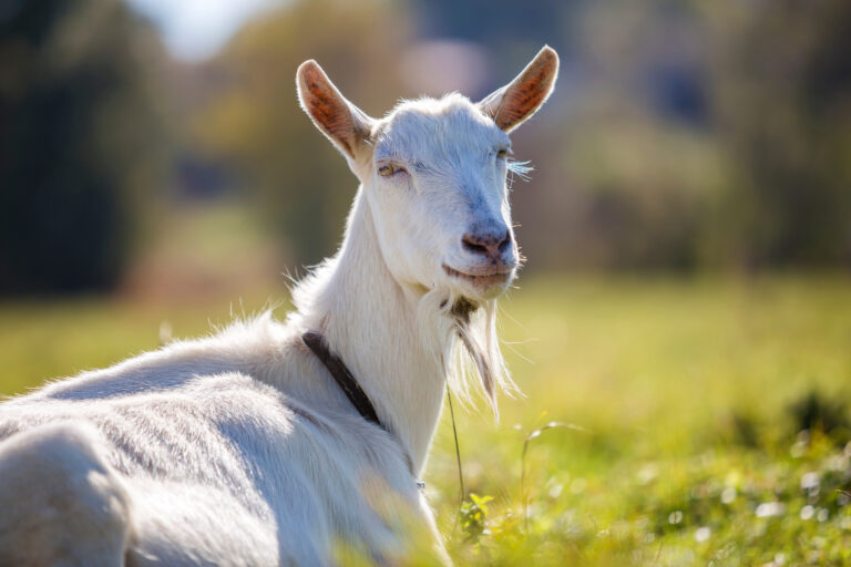 Caprine Arthritis Encephalitis Virus (CAEV) - Goat Journal